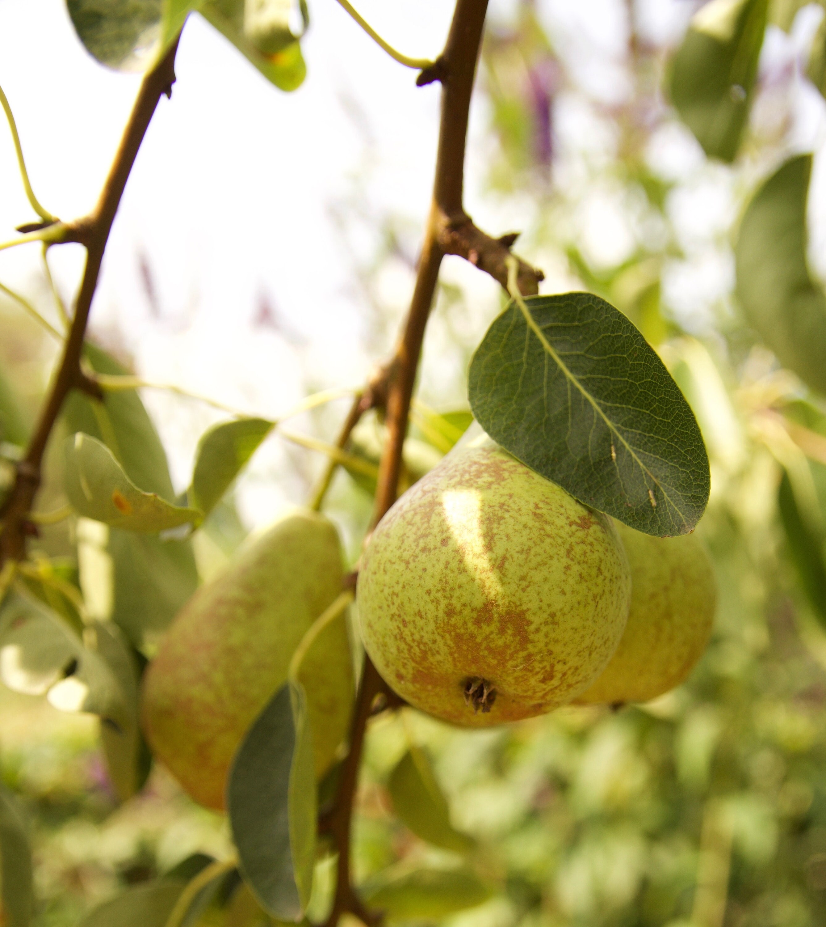7 Kieffer Pear Tree Cuttings Low Chill Pear - Etsy