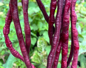 Red Noodle Yard Long Beans, Kurosanjaku, Vigna Unguiculata, Asparagus ...