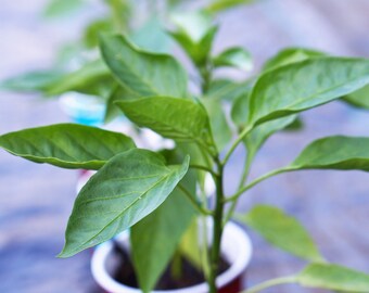 Aleppo Chile Hot Pepper Premium Seed Packet More - Etsy