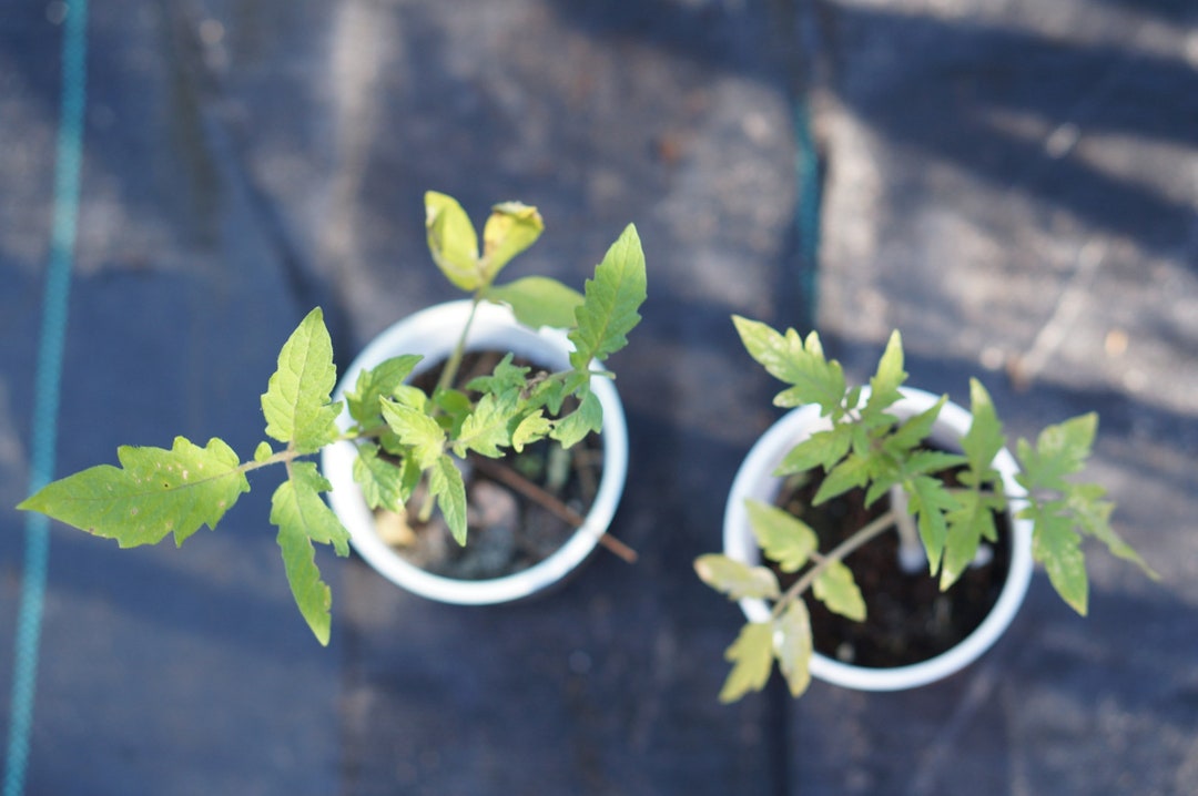 5 Florida Tomato Plants University of Florida Live Tomato Plants That ...