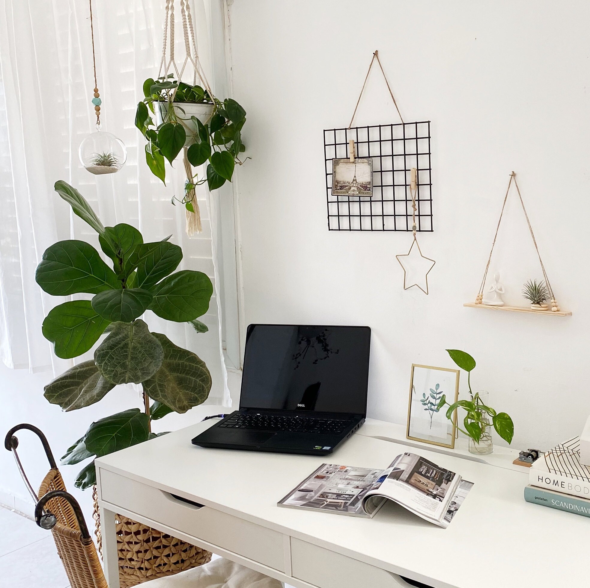 Air Plant Window Display - Etsy