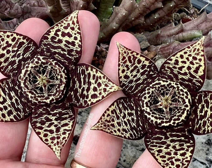 2 Bare Root Plants of Stapelia Desmentiana, Orbea Variegata (little ...