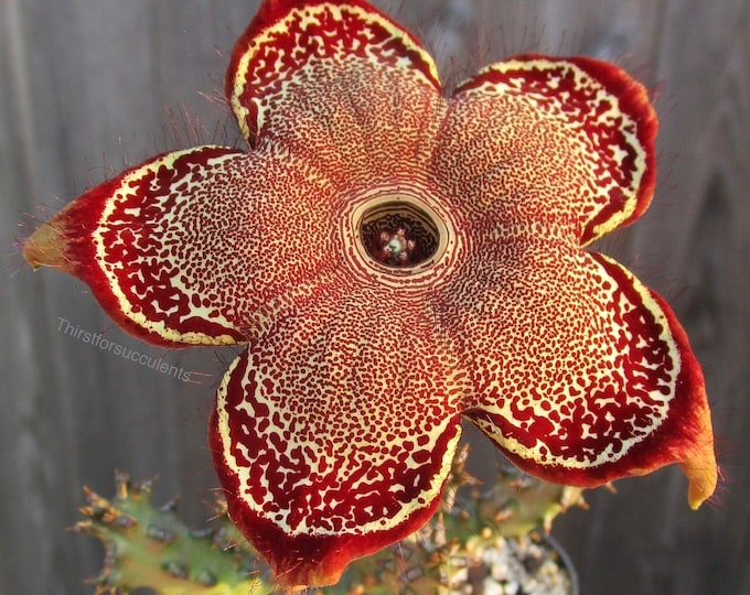 Edithcolea Grandis (persian Carpet Flower) - One Unrooted Stem Cutting ...