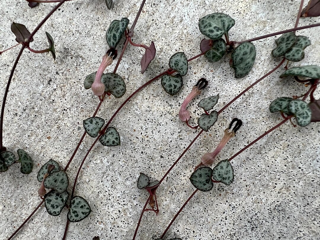String of Hearts (ceropegia Woodii) Trailing Succulent Plant - Etsy
