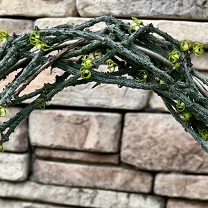 UNUSUAL Cynanchum Marnierianum (dead Stick Plant, Bundle of Sticks) - 3 ...