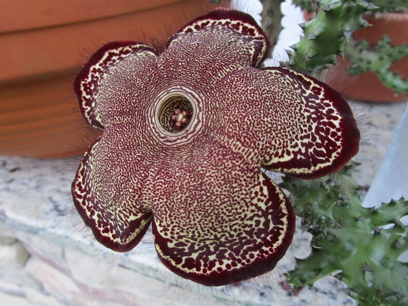 Edithcolea Grandis persian Carpet Flower One Unrooted Stem - Etsy