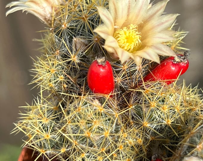 THREE TYPES | Mammillaria Prolifera (texas Nipple Cactus, Firecracker ...