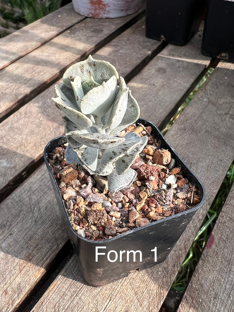 THREE TYPES Kalanchoe Rhombopilosa pies From Heaven 3 - Etsy