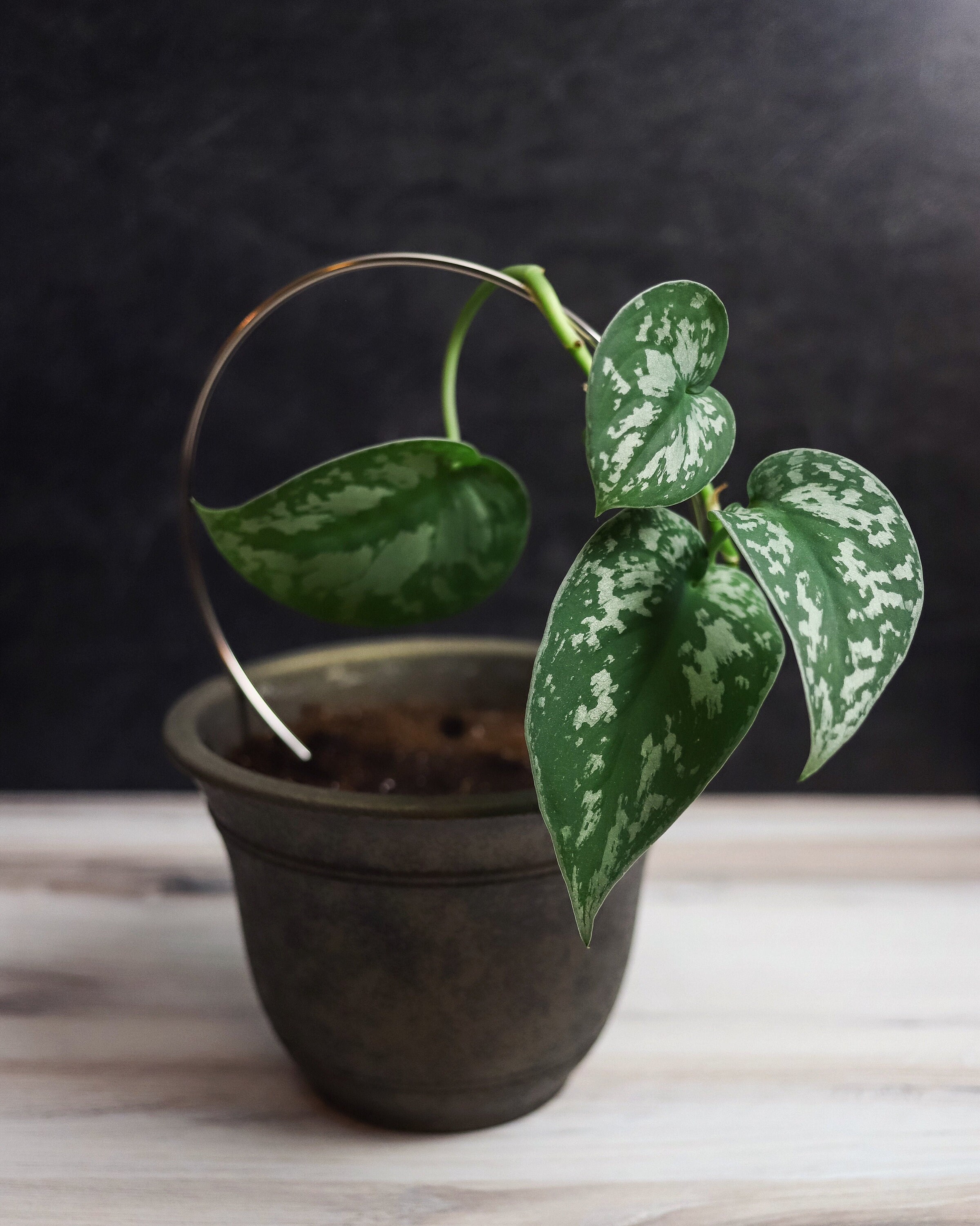 Large 14 Silver/gold Endless Trellis Ideal for Continued | Etsy