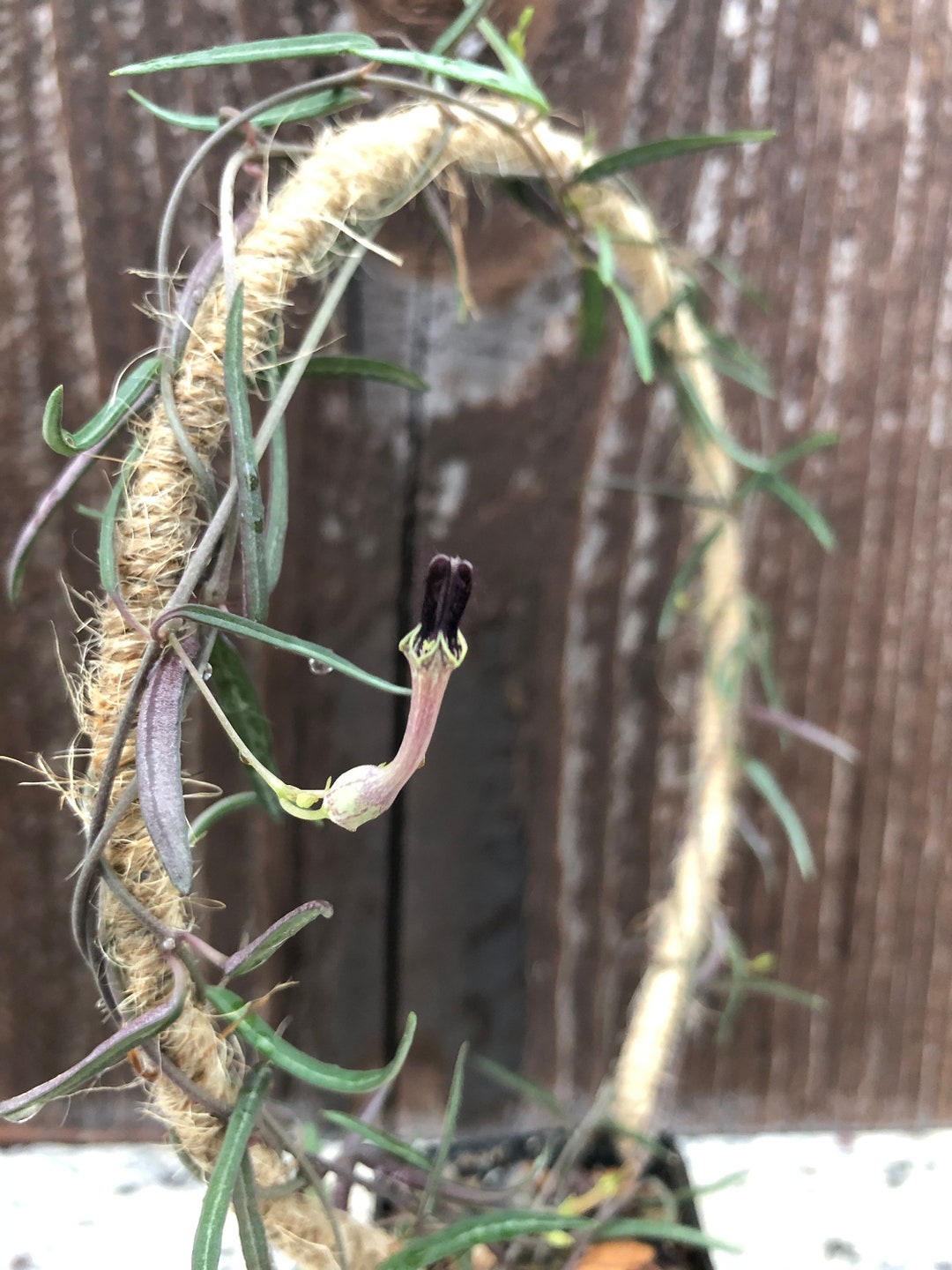 String of Needles (ceropegia Linearis) Trailing Succulent Plant - Etsy