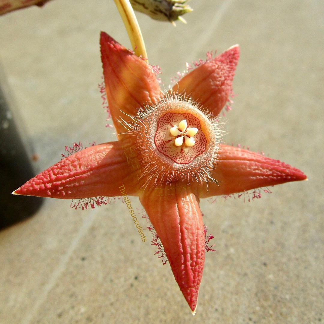 FOR THE COLLECTOR Very Rare Duvalia Sulcata Var Sulcata - Stem Cutting ...