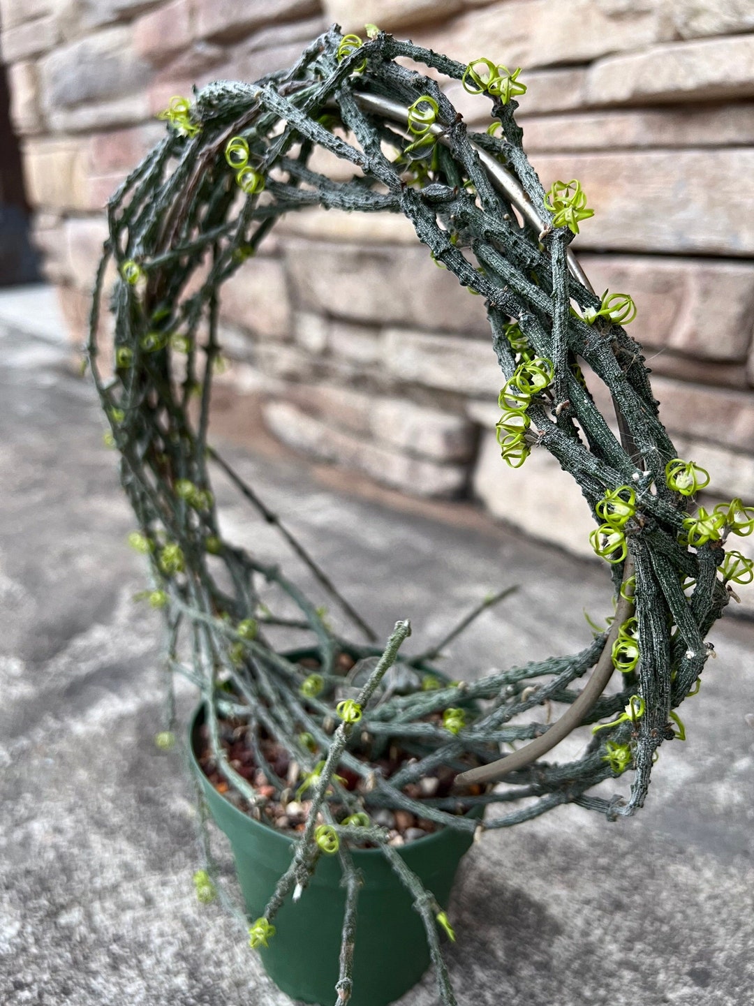 UNUSUAL Cynanchum Marnierianum (dead Stick Plant, Bundle of Sticks) - 3 ...