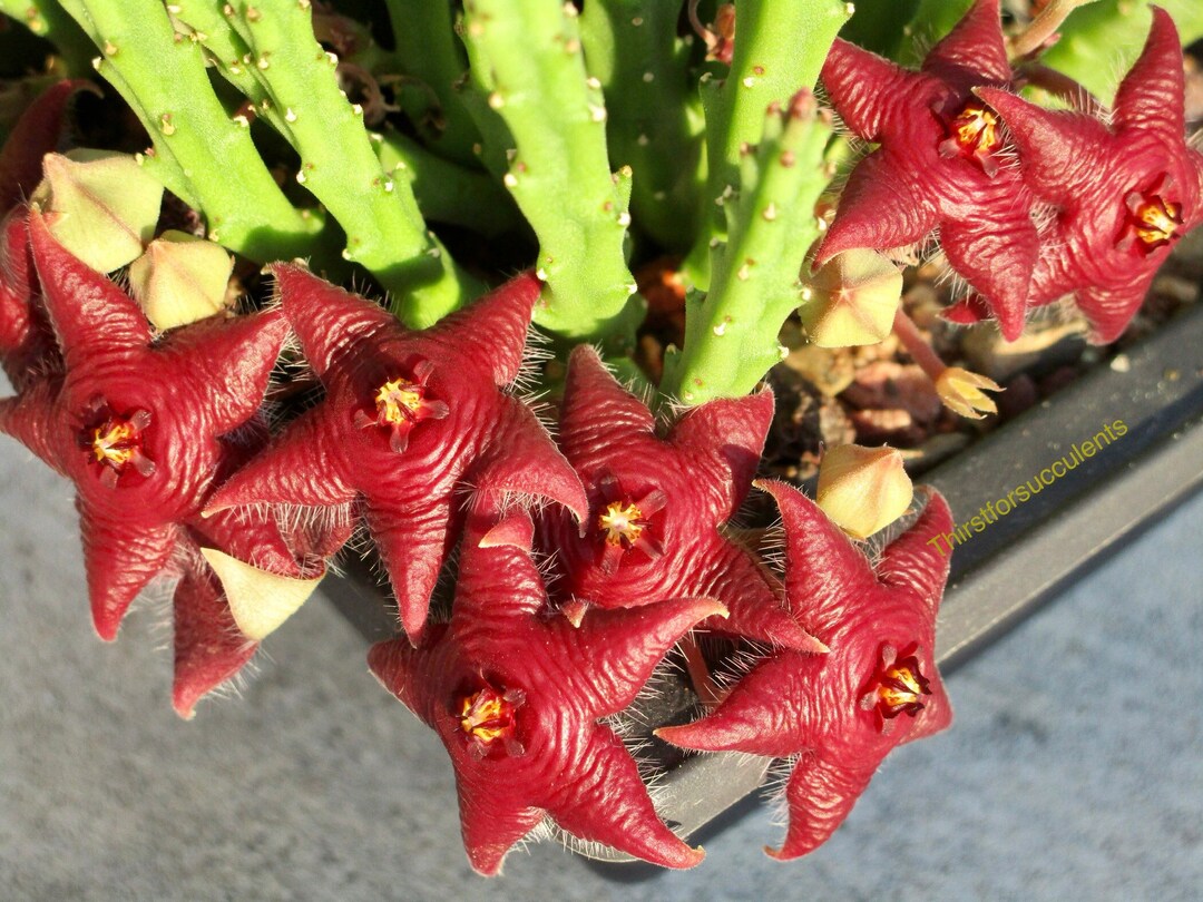 Stapelia Scitula - Multiple-stem Cutting or Multistem Rooted Plant - Etsy