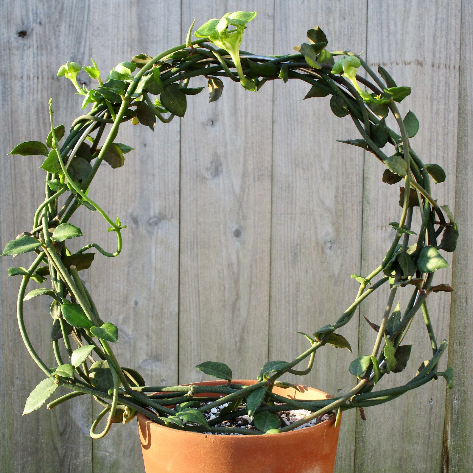 Large 14 Silver/gold Endless Trellis Ideal for Continued - Etsy