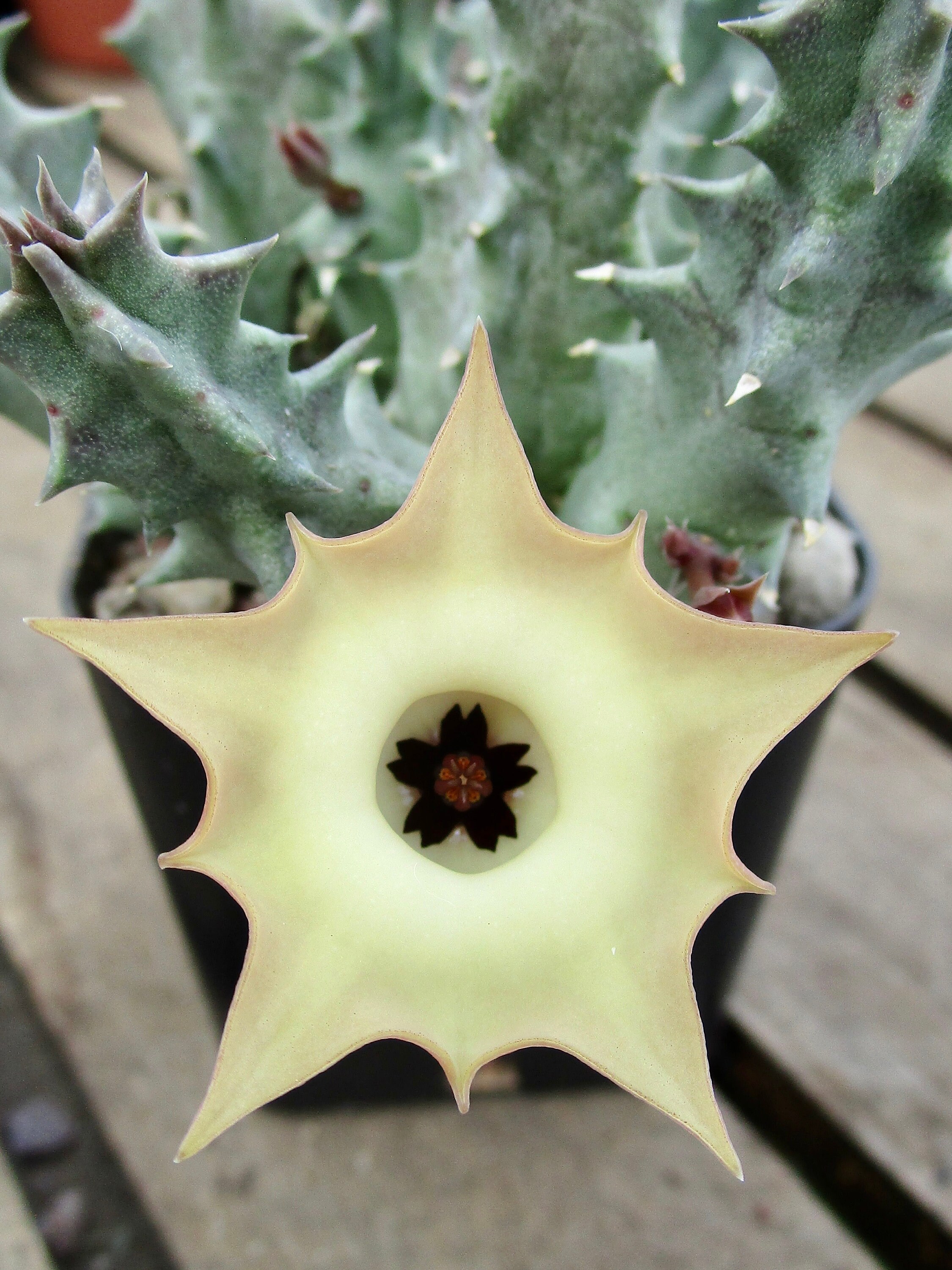 Huernia Primulina Single Stem Cutting - Etsy
