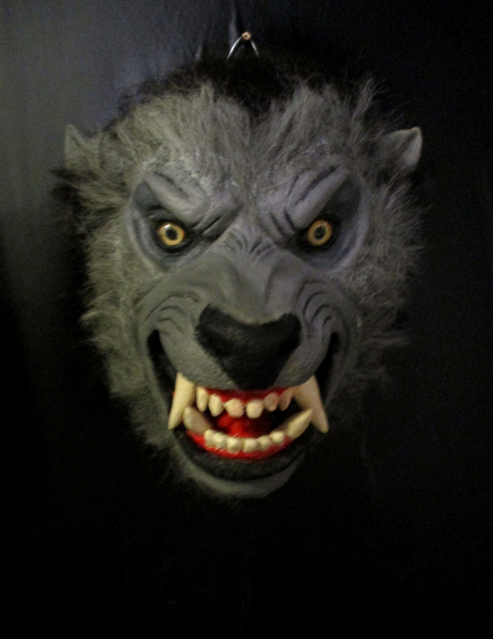 Life Size American Werewolf Kessler Wolf 3/4 Head - Etsy