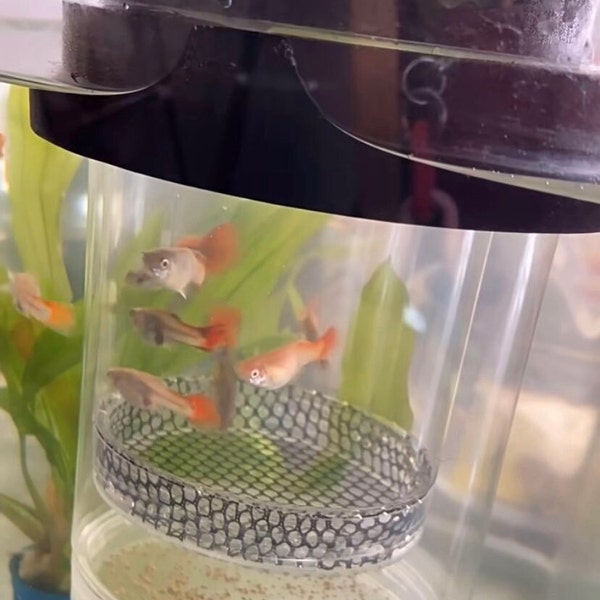 Aquarium Fry Box - Etsy