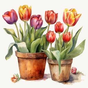 Tulip Clipart PNG Bundle. Watercolor Tulips, Floral Clipart Digital ...