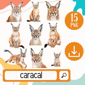 Caracal Clipart. 15 PNG Caracal Cat Images. Nature Big Cat Clipart ...
