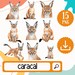 Caracal Clipart. 15 PNG Caracal Cat Images. Nature Big Cat Clipart ...