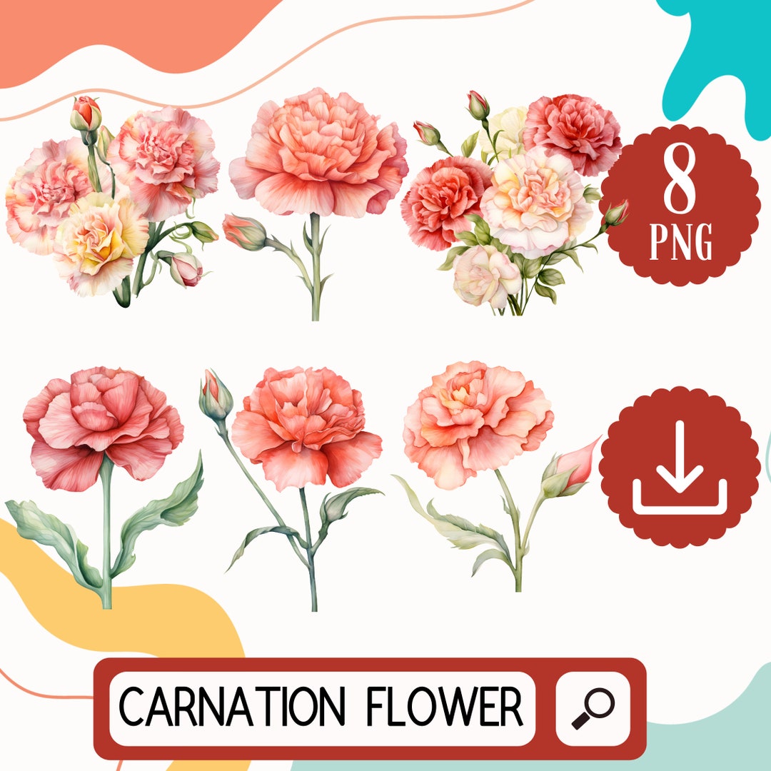 Carnation Flower Clipart. 8 PNG Carnation Graphics, January Flower of ...