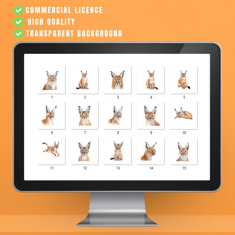 Caracal Clipart. 15 PNG Caracal Cat Images. Nature Big Cat Clipart ...