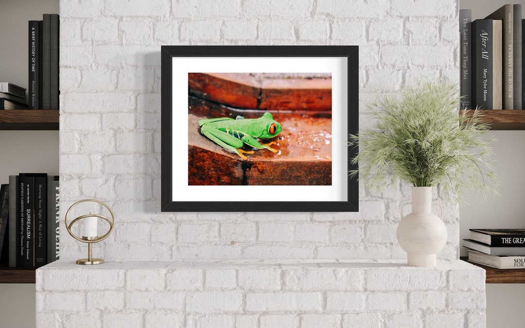 Red-eyed Tree Frog Print, Tropical Wildlife Photography - Etsy