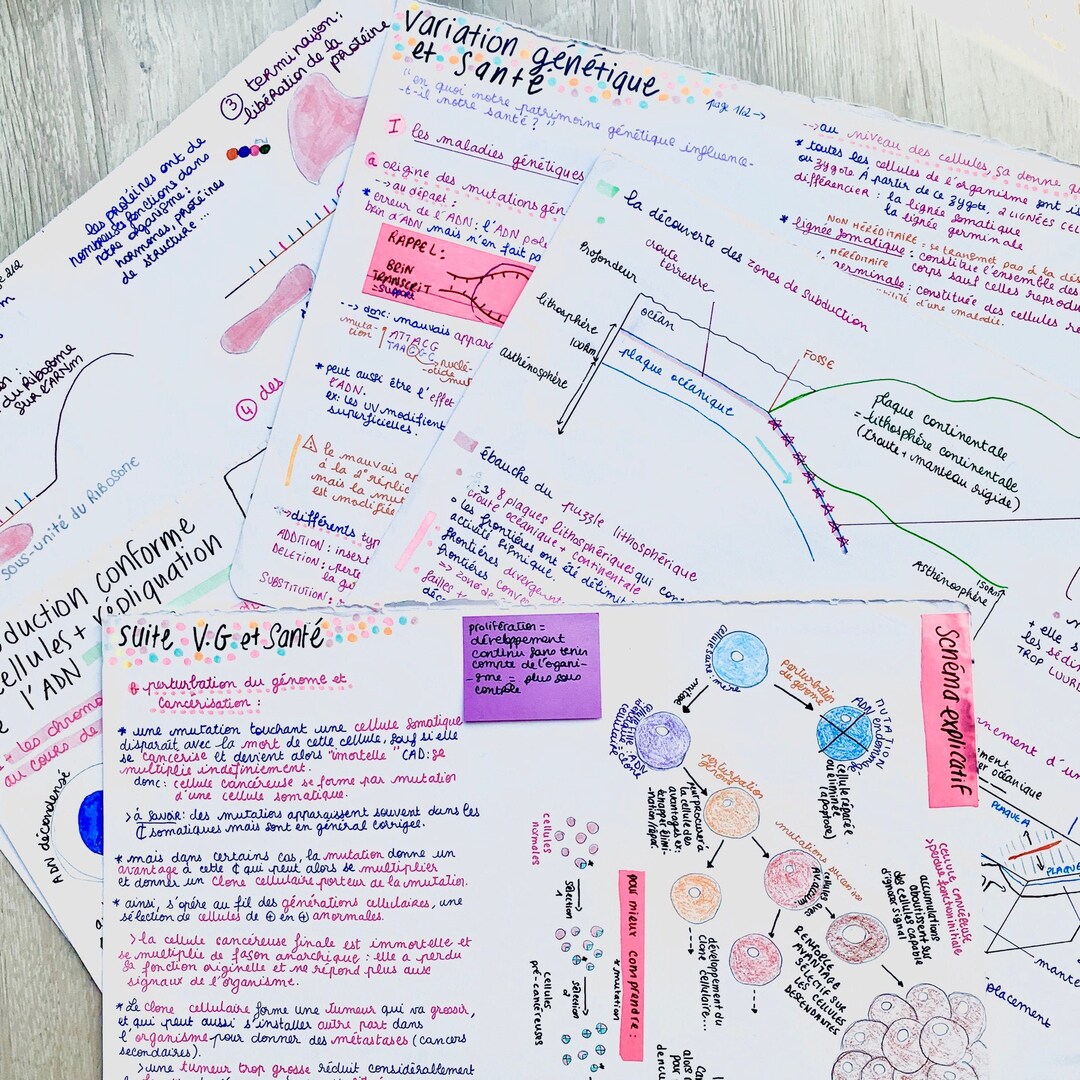 14 Large-format Revision Sheets for the First Svt Specialty - Etsy