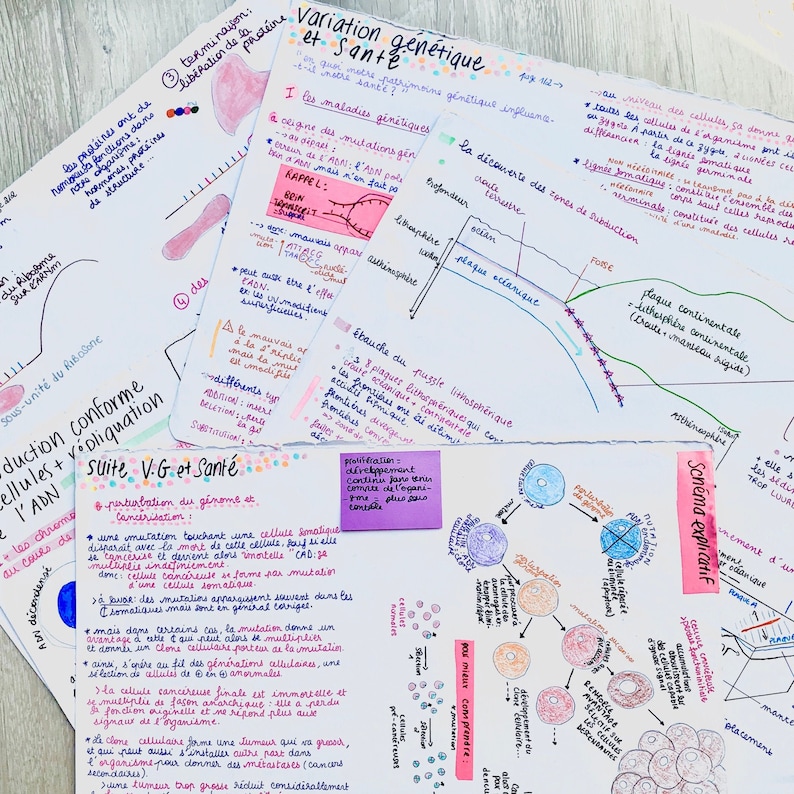 14 Large-format Revision Sheets for the First Svt Specialty - Etsy