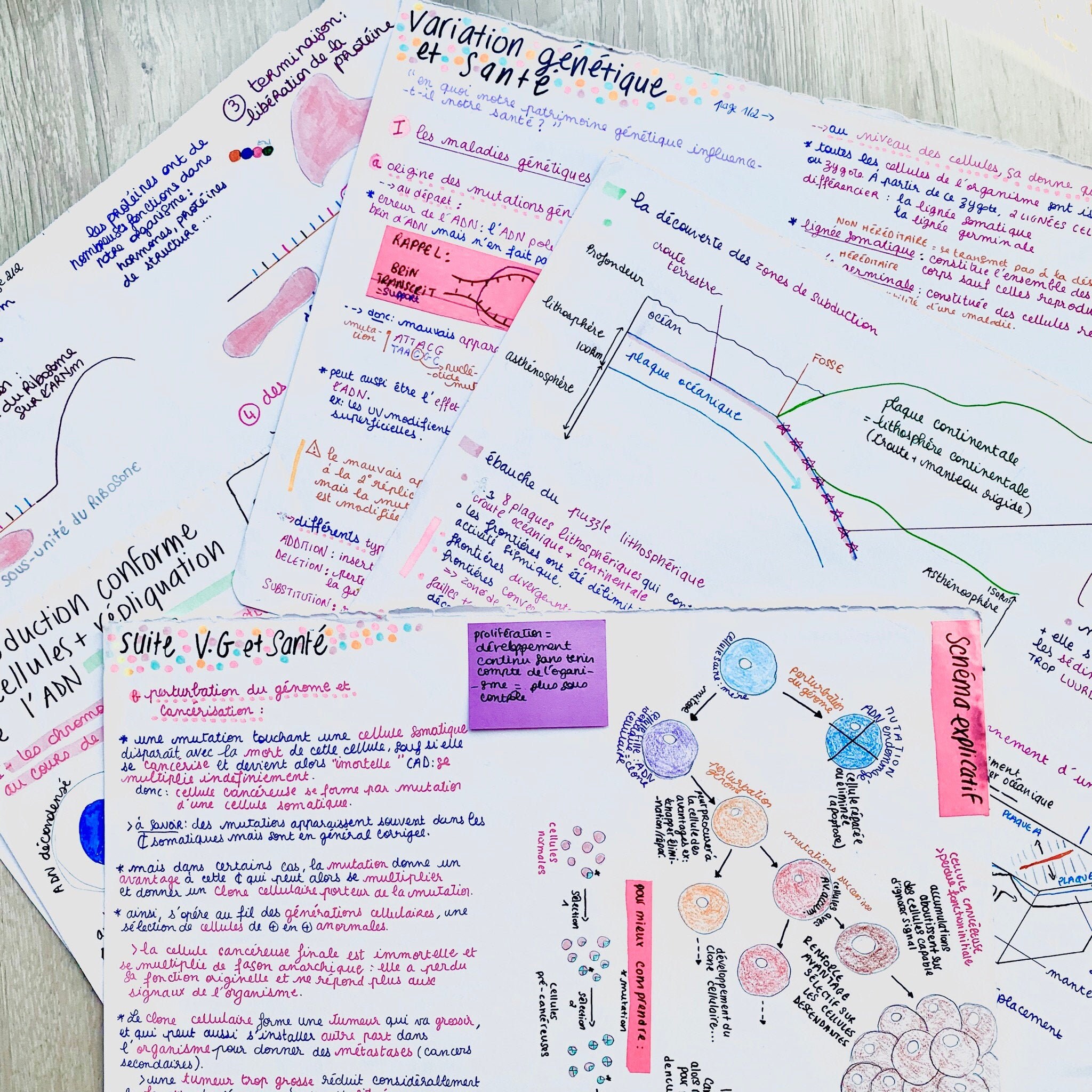 14 Large-format Revision Sheets for the First Svt Specialty - Etsy