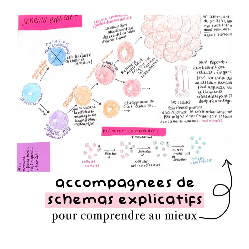 14 Large-format Revision Sheets for the First Svt Specialty - Etsy