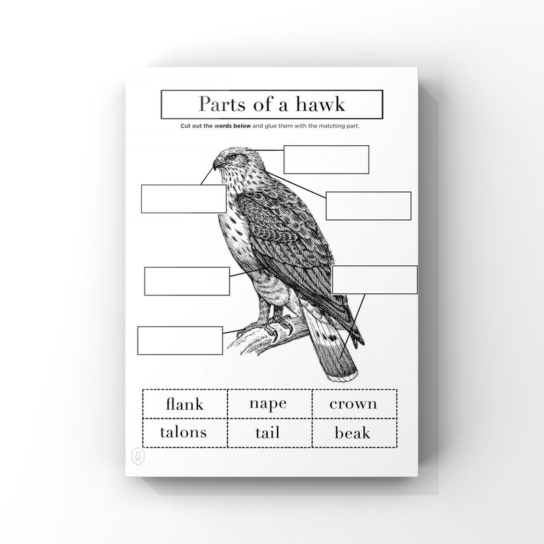 Hawk Anatomy // Printable Worksheet 1 Page // Instant Download // Kids ...