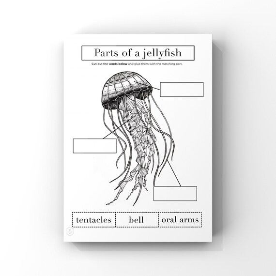 Jellyfish Anatomy For Kids