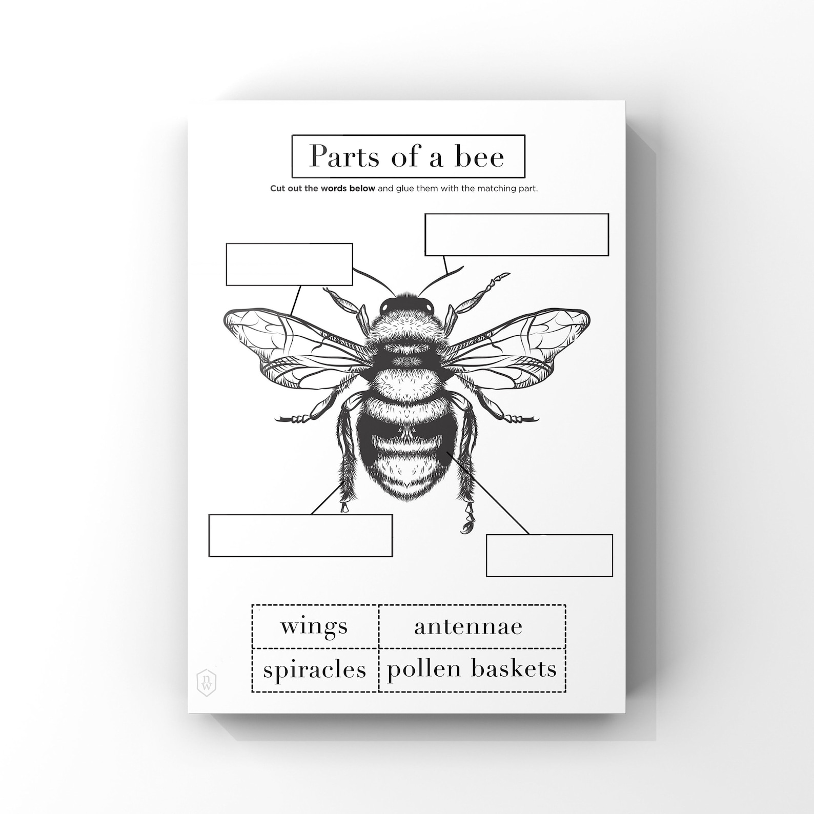 Anatomía de la abeja // Hoja de trabajo imprimible 1 página - Etsy España