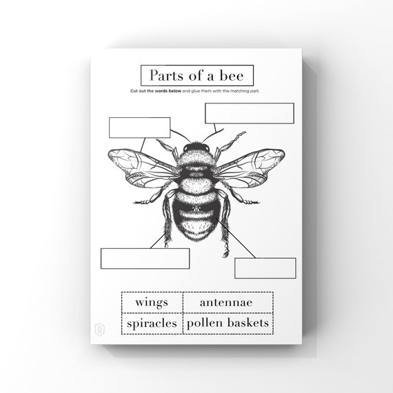 Bee Anatomy // Printable Worksheet 1 Page // Instant - Etsy