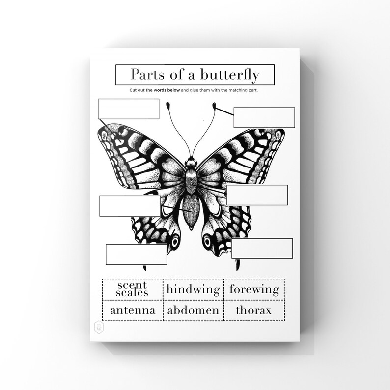 Butterfly Anatomy // Printable Worksheet 1 Page // Instant Download ...