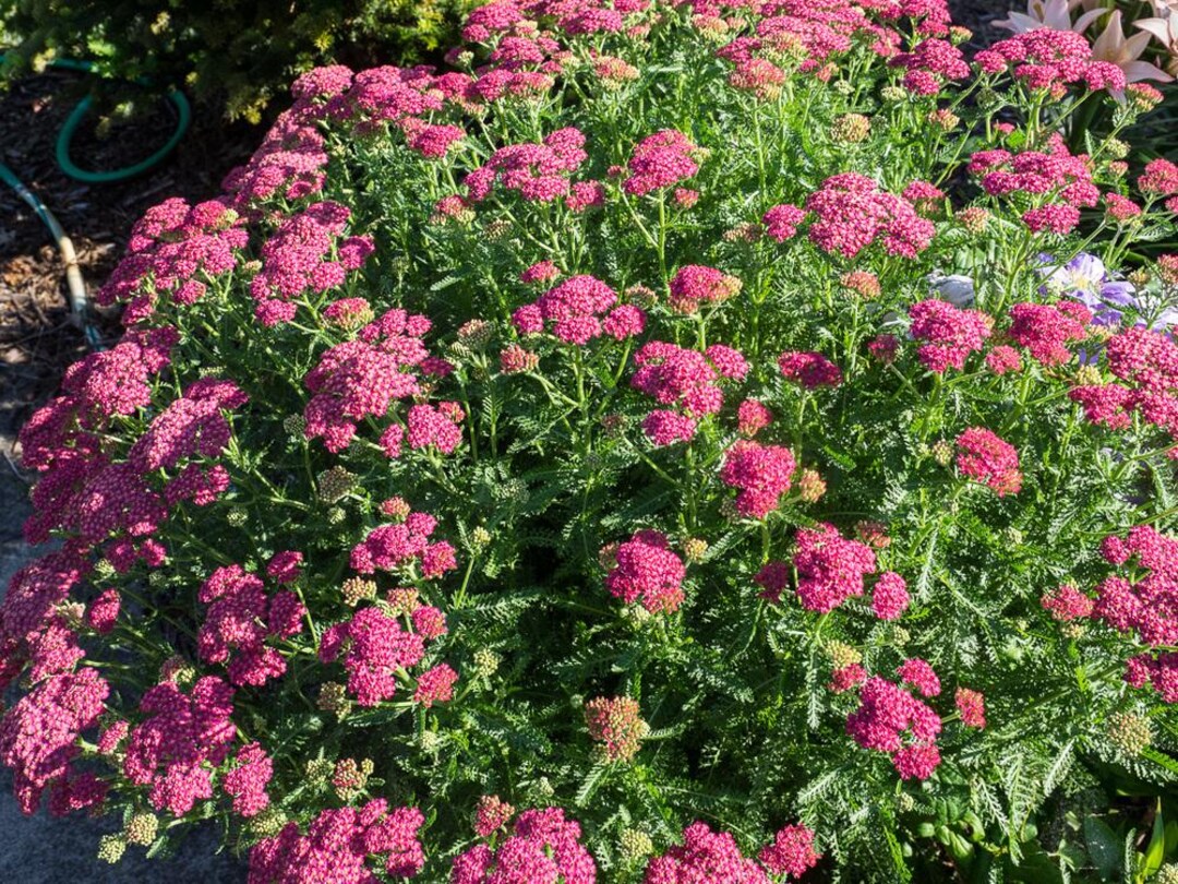 Achillea (yarrow) "desert Deep Rose" - Free Priority Shipping! Choose 3 ...
