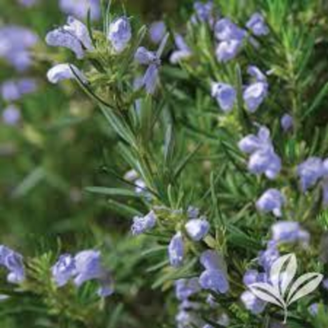 ROSEMARY "chef's Choice" Culinary Herb (per Plant Shipping Based on ...