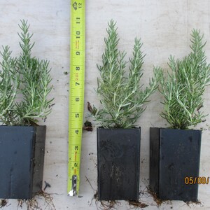 ROSEMARY CHEF'S Choice-culinary Herb-free Priority Shipping! Choose 3 ...