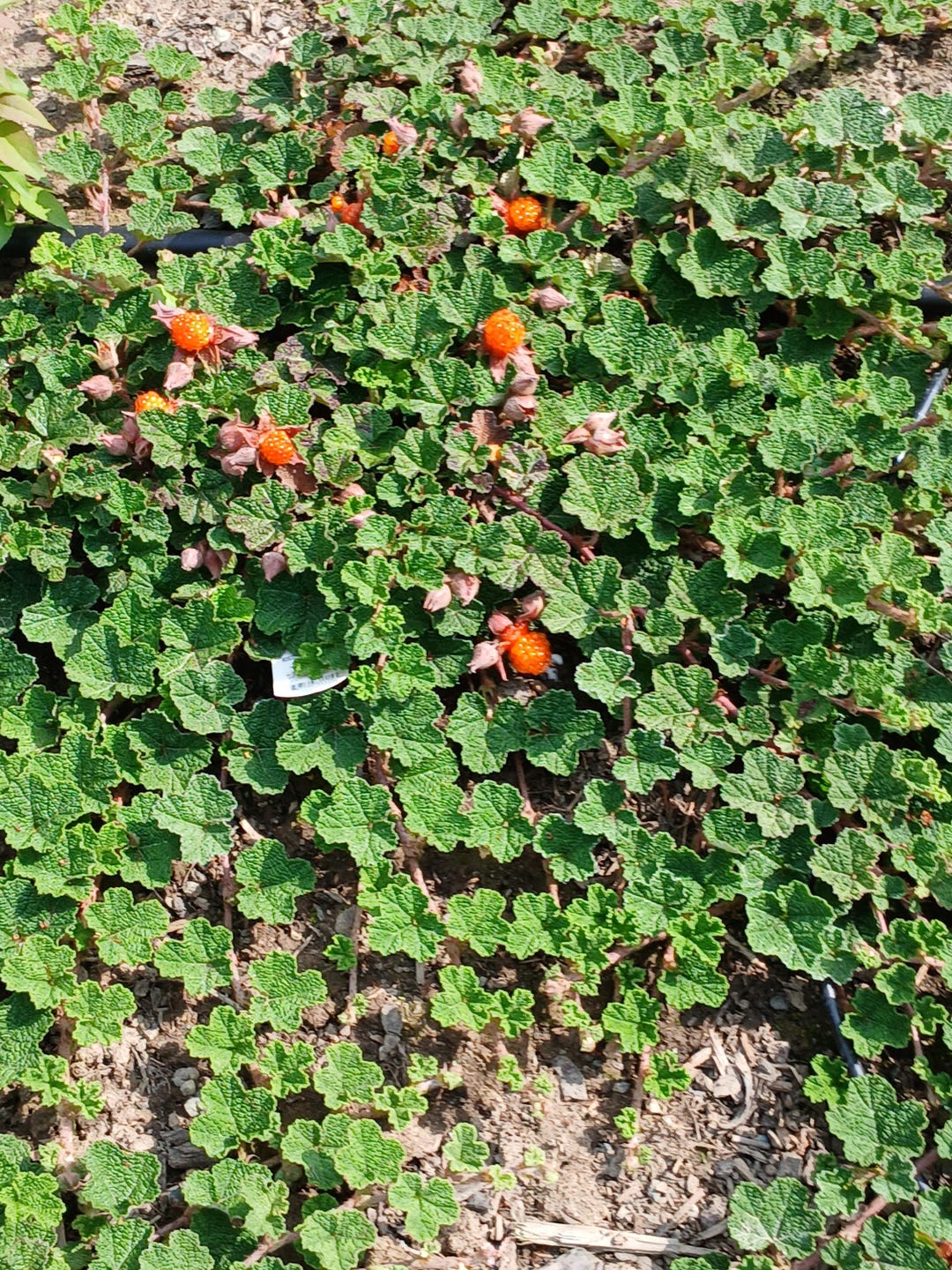RUBUS "emerald Carpet" Creeping Raspberry (per Plant Shipping Based on ...