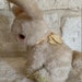 Vintage STEIFF Cosy Bunny Rabbit Seated Cream & Pink Plush - Etsy