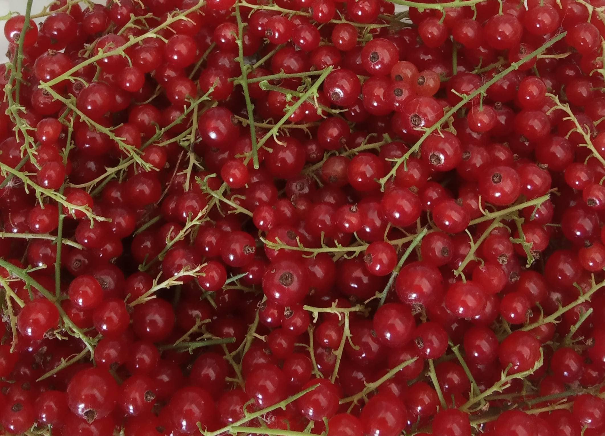 10/25/50/100/200 Organic Red Wax Currant Seeds and Raspberry Seeds ...