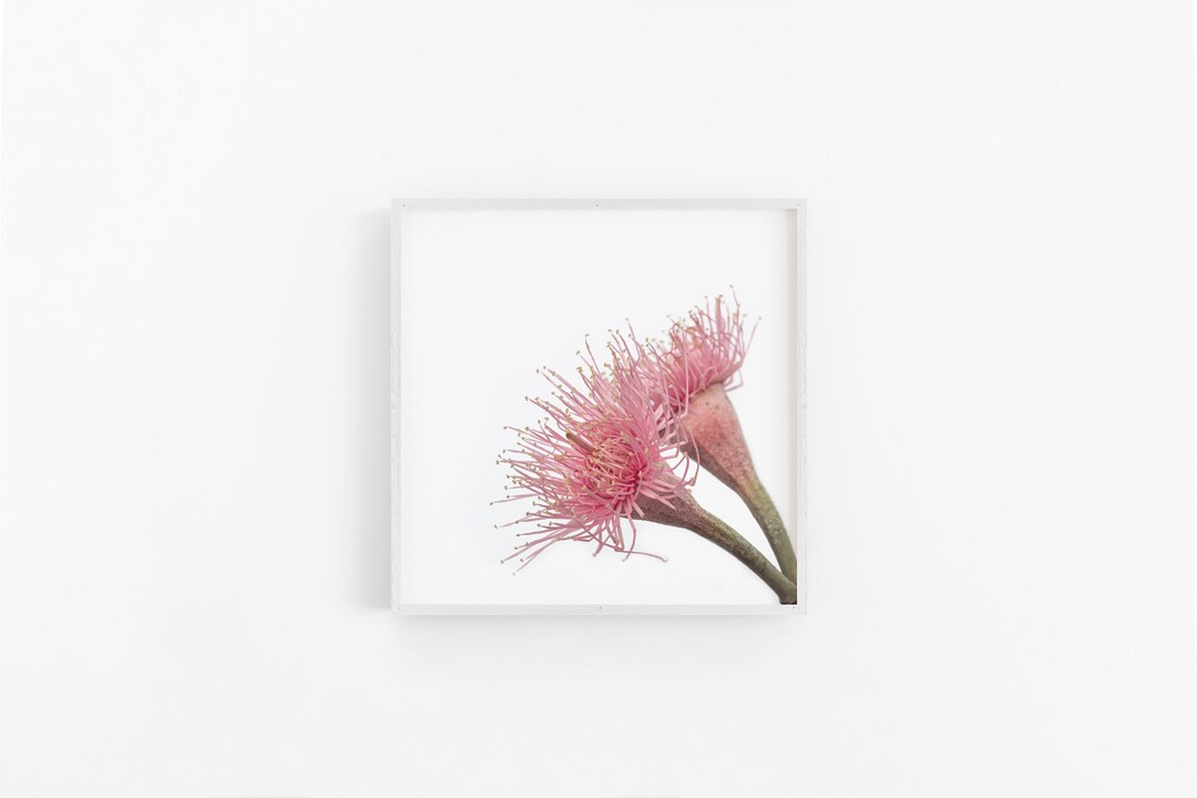 Gumnut Flowers VII Australian Native Eucalyptus Gumnut Flower Art Print ...