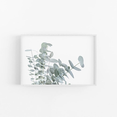 Eucalyptus Gum Leaves & Nuts Wall Art I. Native Australian - Etsy