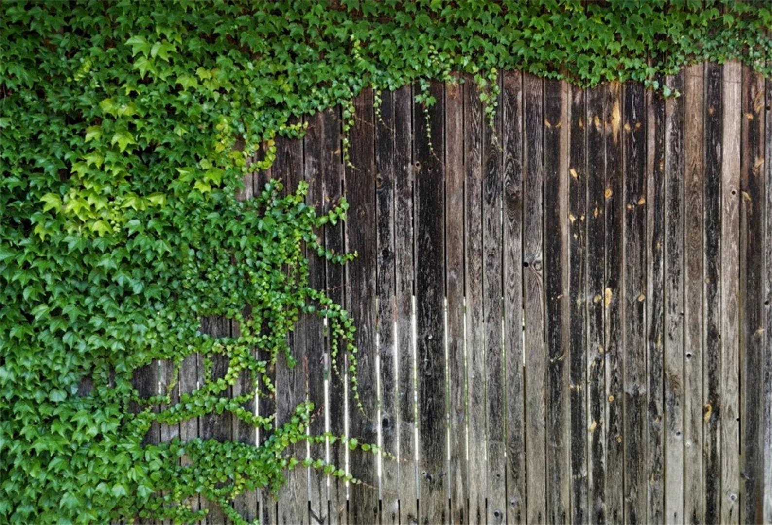 Boston Ivy Backdrop, Wedding Backdrop, Party Photography Background ...