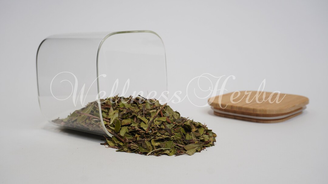 Uva Ursi Tea Uva Ursi Leaf Bearberry Leaf Arctostaphylos Uva-ursi - Etsy
