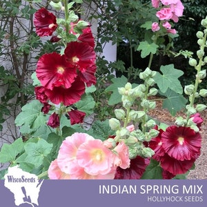 Hollyhock Indian Spring Mix -- 35 SEEDS -- Alcea Rosea Biennial Vibrant ...