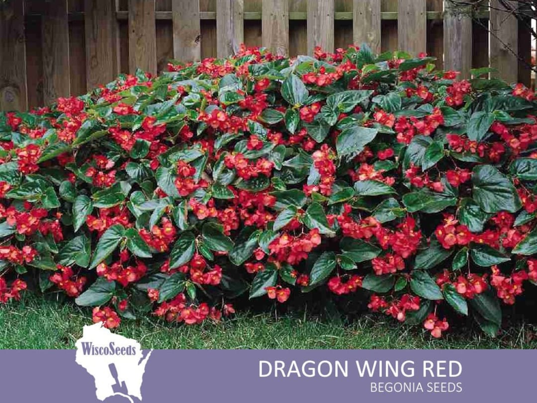 Begonia Dragon Wing Red -- 10 SEEDS (PELLETED) -- Angel Wing Begonia 12 ...