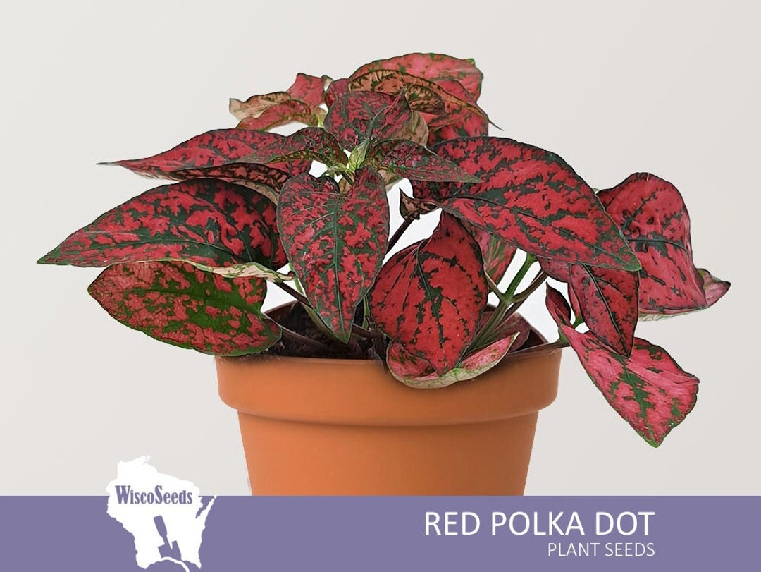Hypoestes Phyllostachya Splash Red -- 10 SEEDS -- Red Polka Dot Plant ...