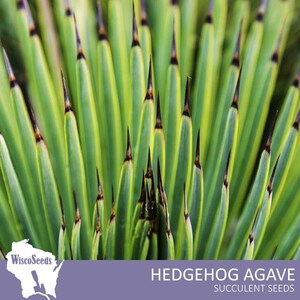 Agave Stricta 10 SEEDS Hedgehog Agave Globe Agave Needle Leaf Agave ...